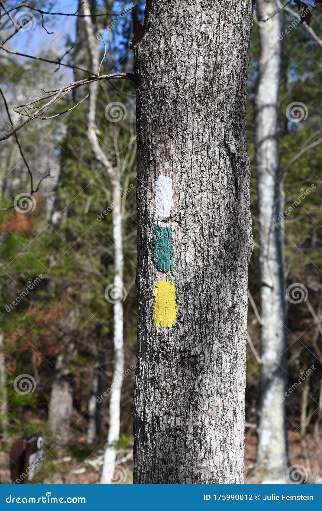 Trail Blazes stock photo. Image of coded, hike, markers - 175990012