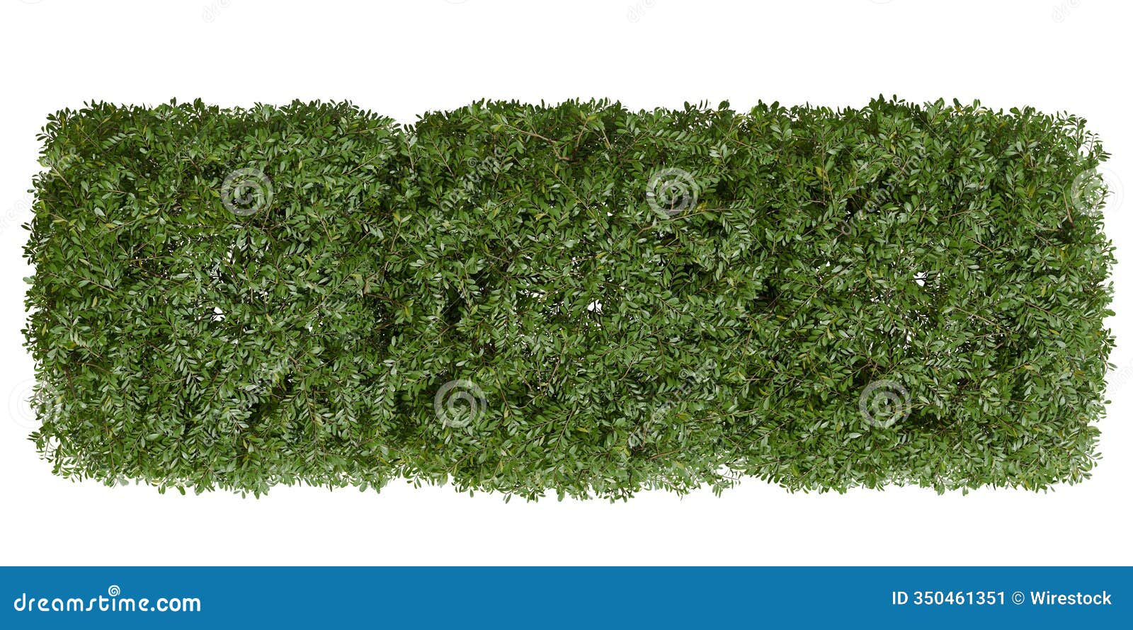 Rectangular Patch of Dense Foliage with Rich Green Leaves Isolated on ...