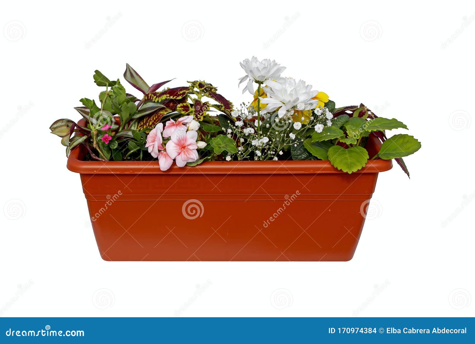 Rectangular Pot with Different Types of Flowering Plants Stock Photo ...