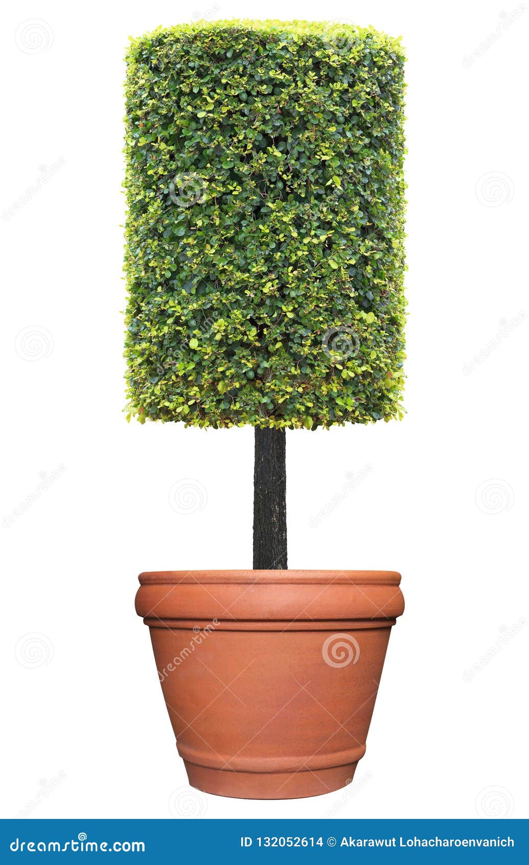 Rectangular Column Shape Topiary Tree on Terracotta Clay Pot Container ...