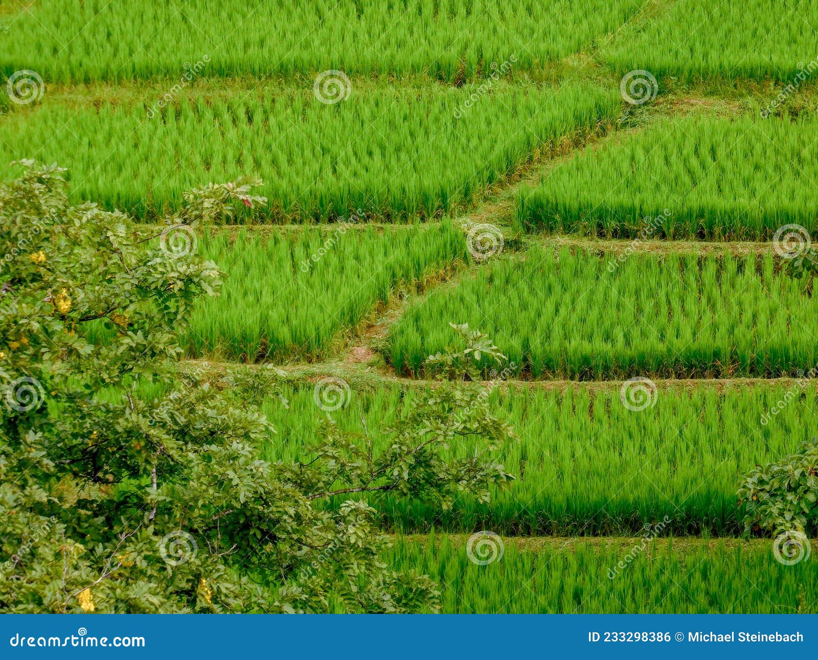Small Rice Paddies in a Chiang Mai Valley Stock Photo - Image of chiang ...