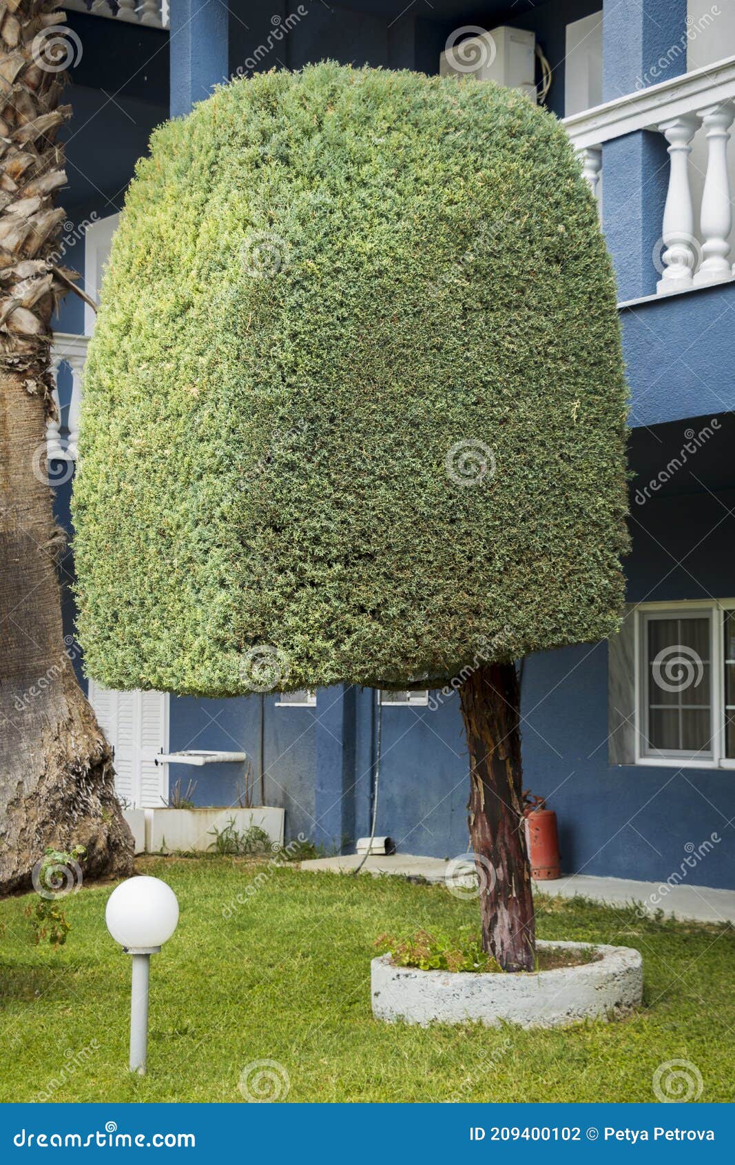 Rectangular Shaped Tree in the Garden Stock Photo - Image of shape ...