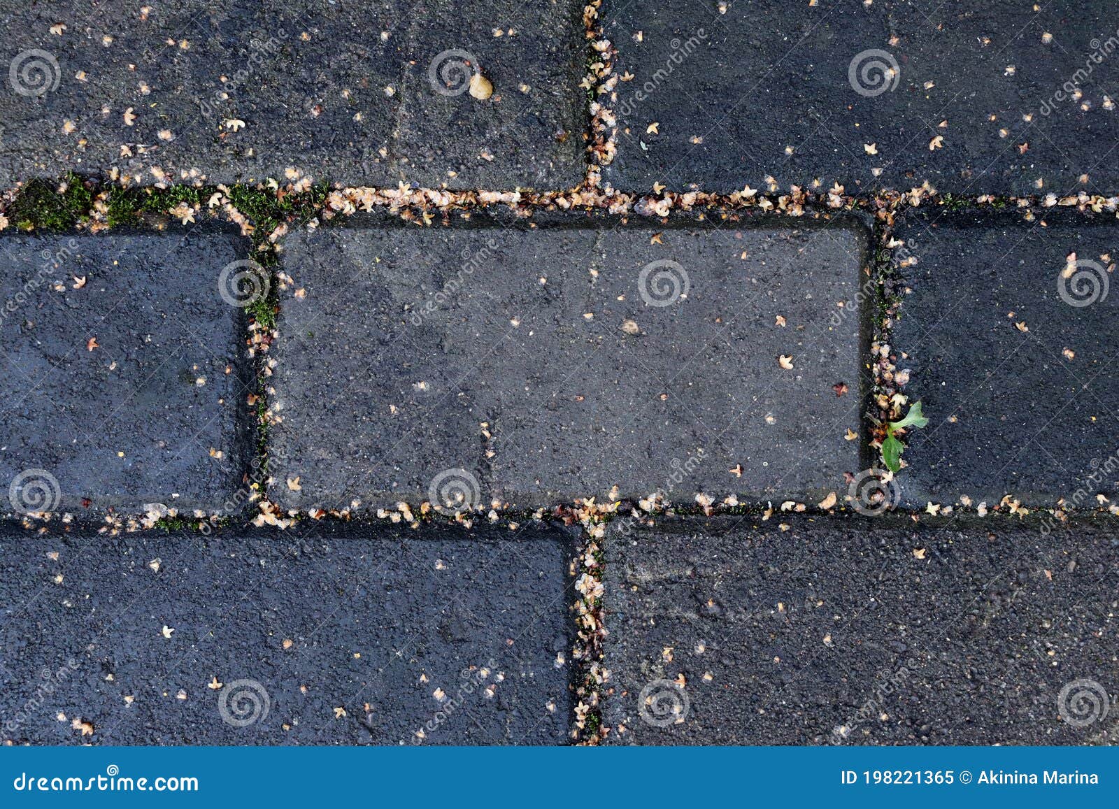 Rectangular Stone Pavement with Dry Birch Flakes. Dark Blue, Grey ...