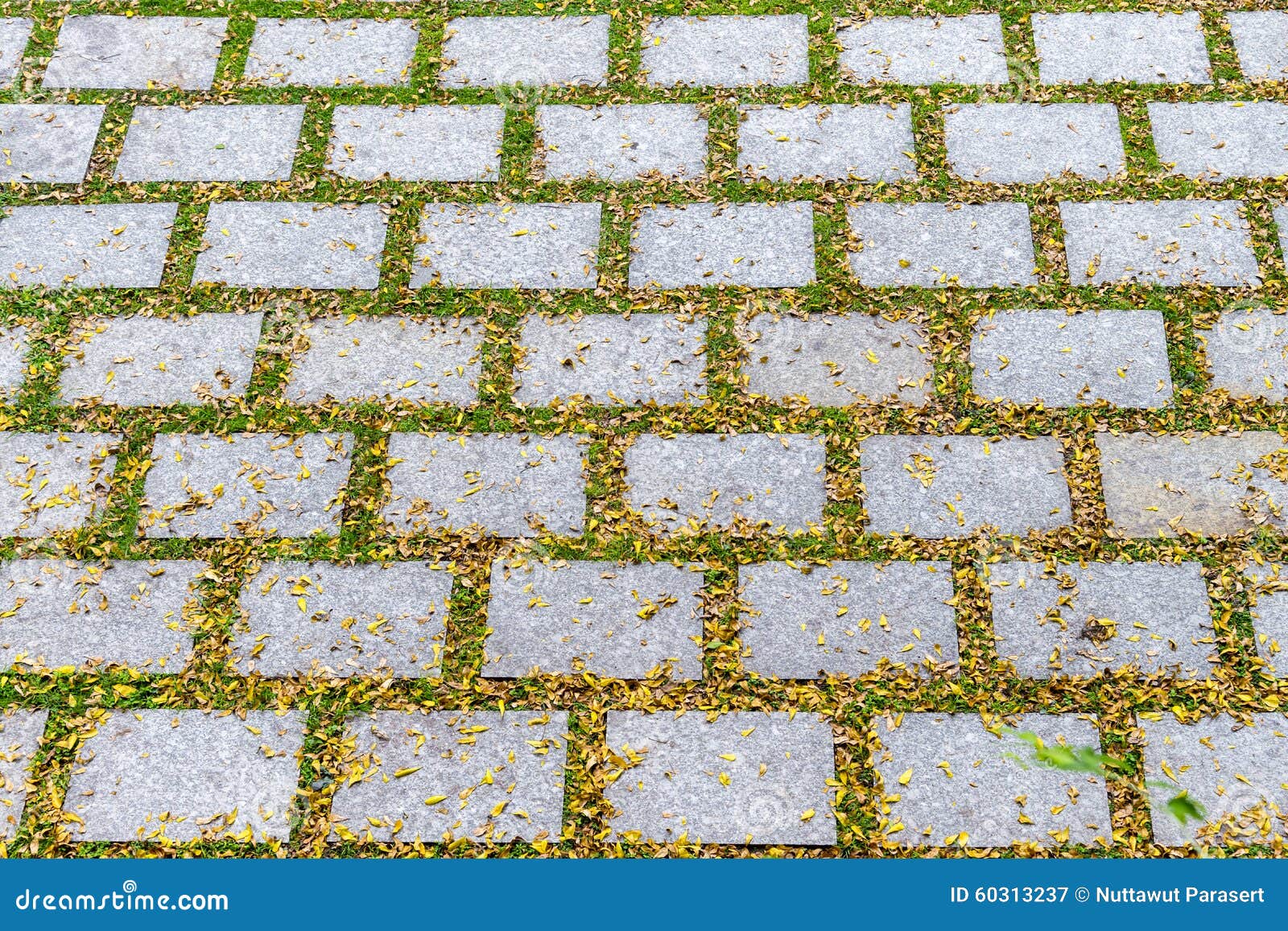 Rectangular Stone Walkways and Grass Space between Stone in Gard Stock ...