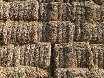 Rectangular straw bales stock photo. Image of summer - 228413610