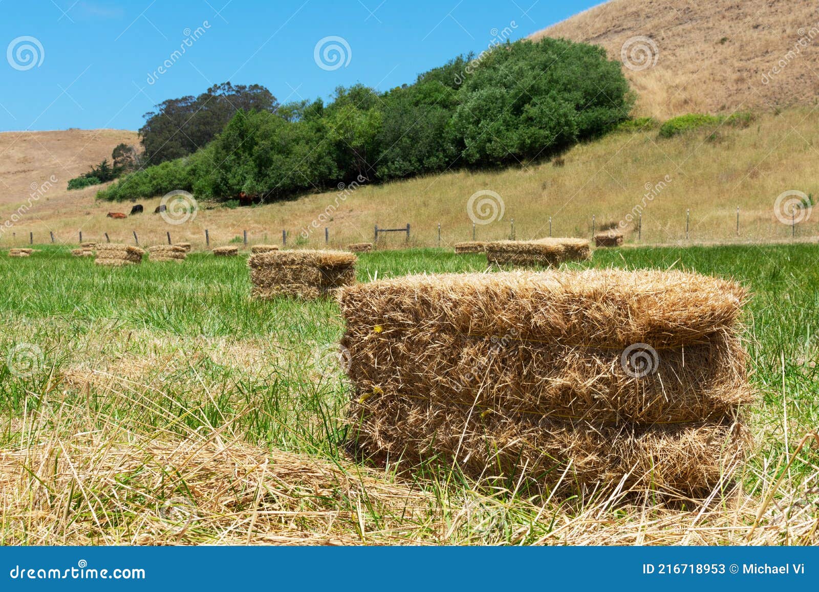 Rectangular Straw Bales Bound with String in the Field Protected by ...