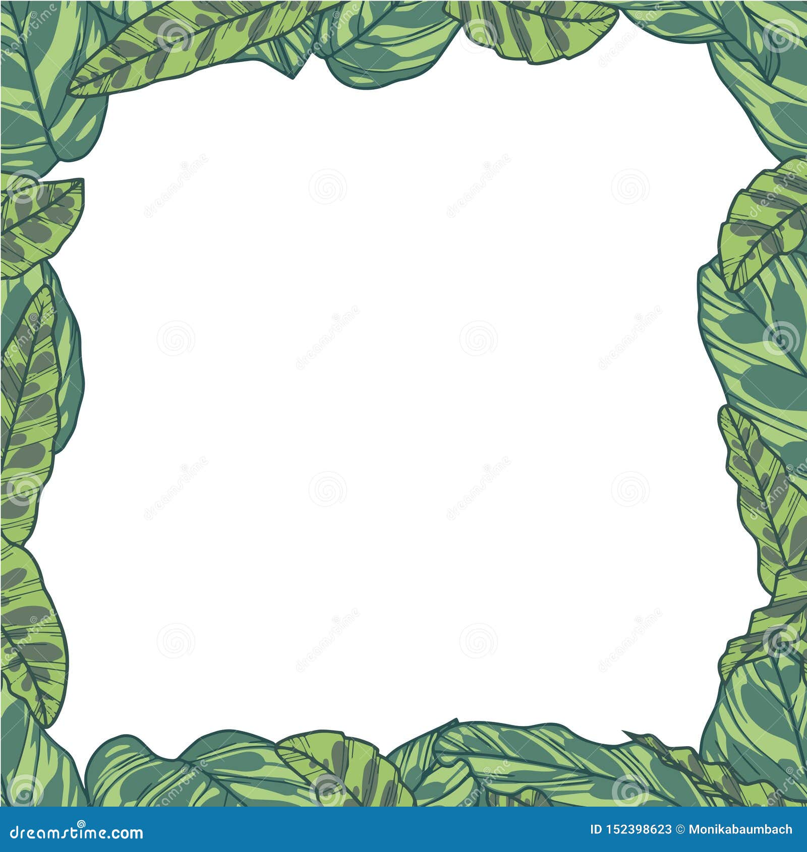Rectangular Vector Border With Tropical Calathea Makoyana And ...