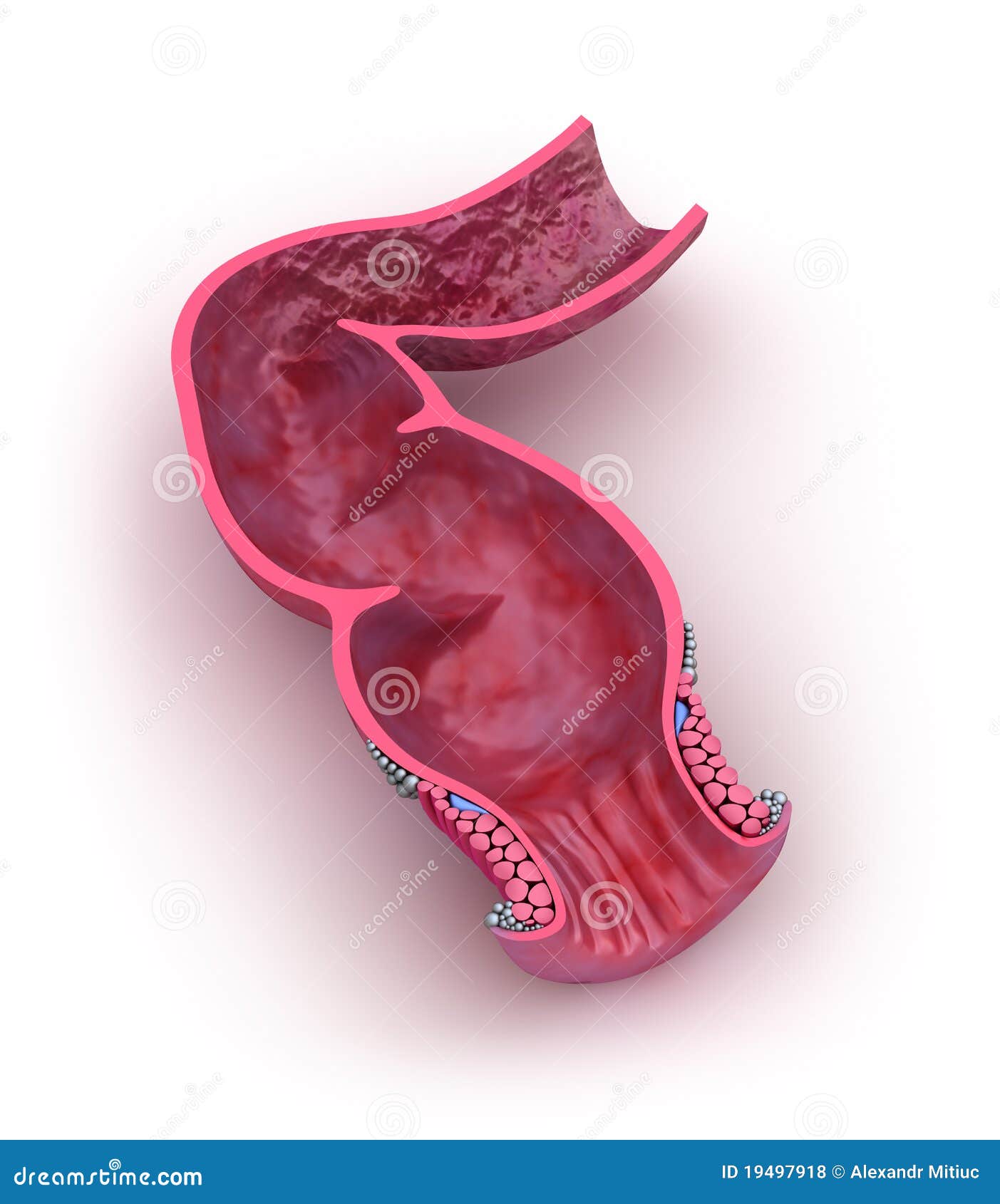 Recto humano, modelo 3D ilustração stock. Ilustração de examinar - 19497918