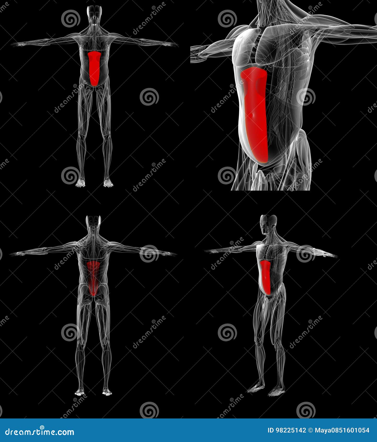 The rectus abdom stock illustration. Illustration of building - 98225142