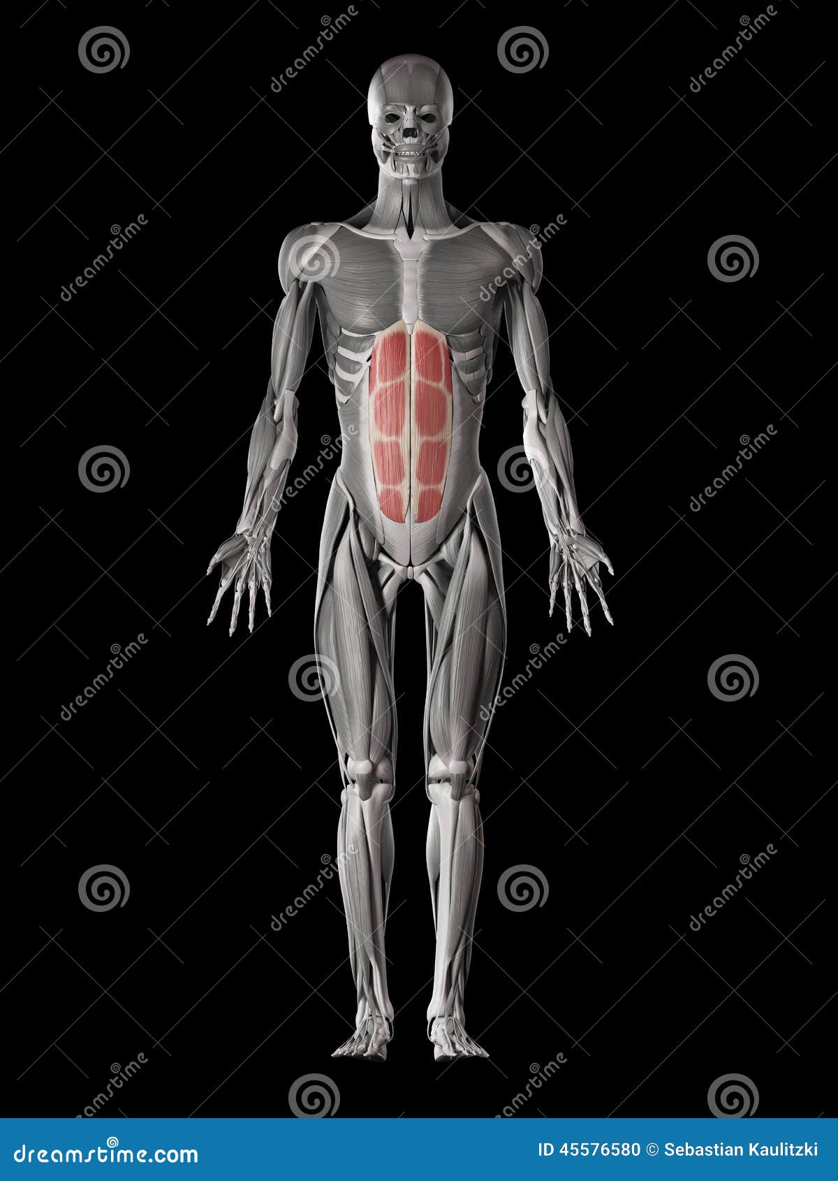 The rectus abdominis stock illustration. Illustration of physiology ...