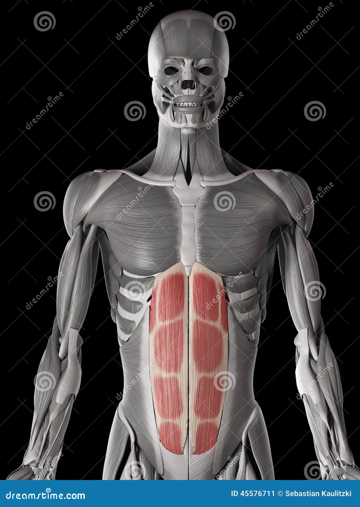 Rectus abdominis stock illustration. Illustration of close - 45576711