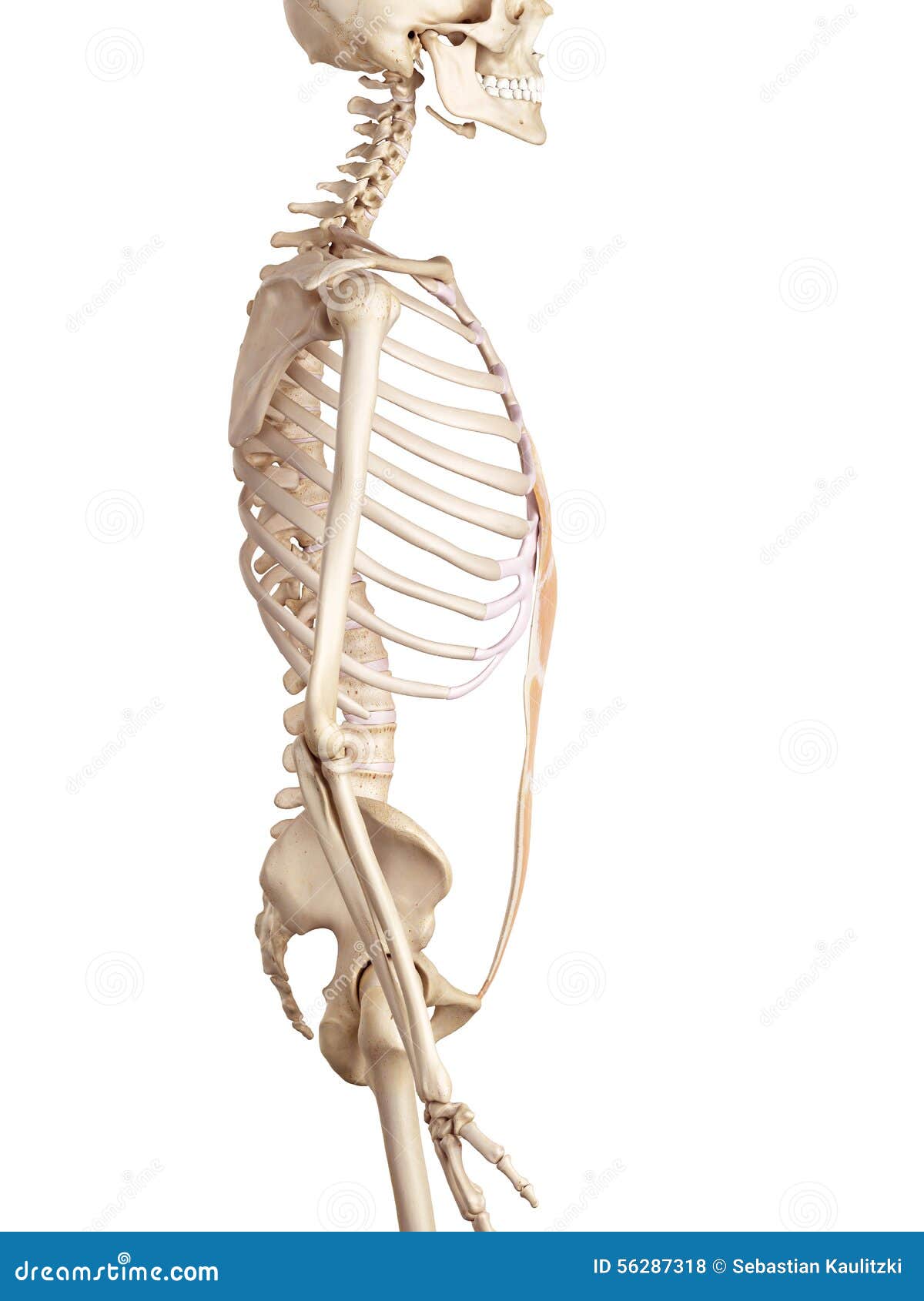 The rectus abdominis stock illustration. Illustration of science - 56287318