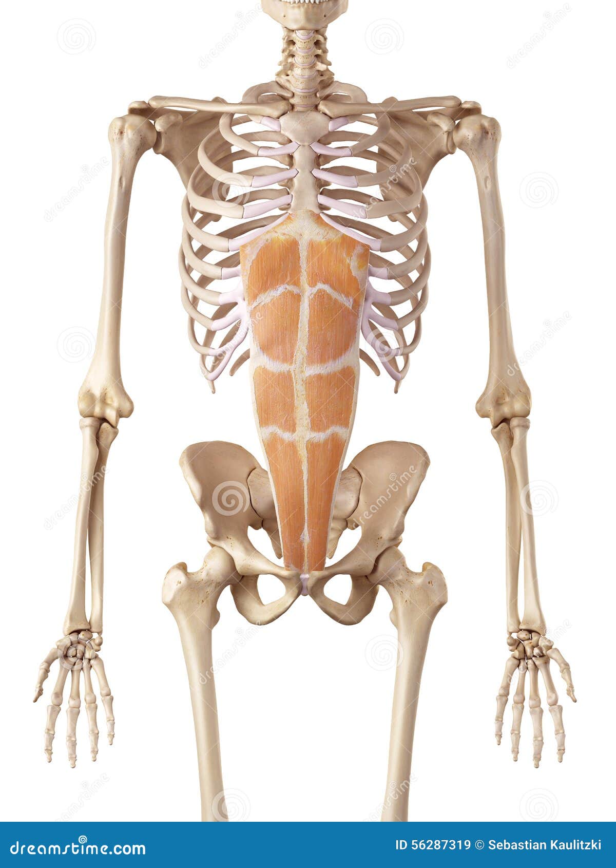 Rectus Abdominis Royalty-Free Illustration | CartoonDealer.com #141762183