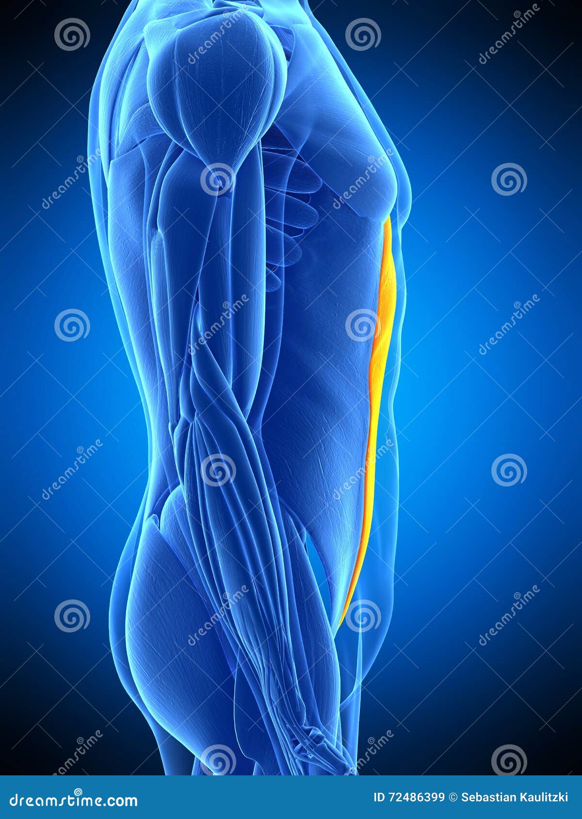 The rectus abdominis stock illustration. Illustration of muscular ...
