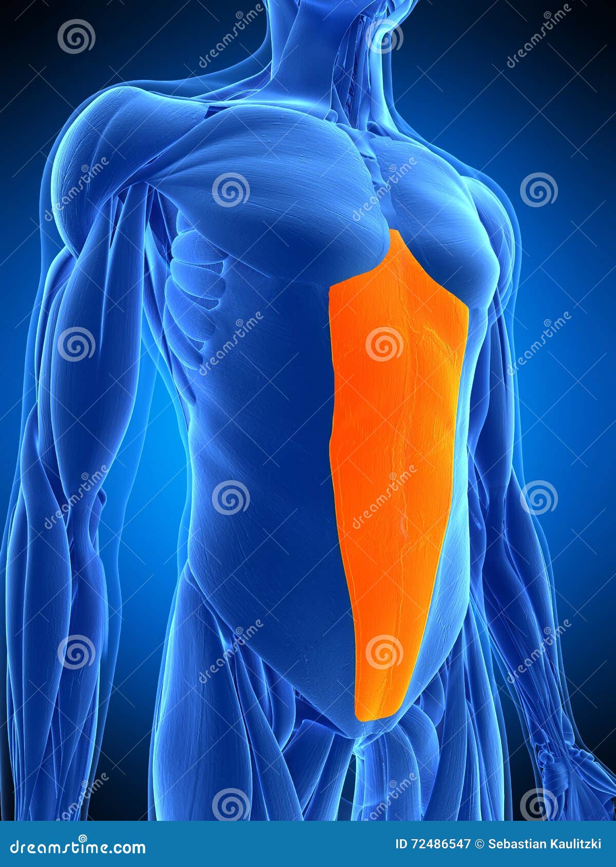 Rectus Abdominis Royalty-Free Illustration | CartoonDealer.com #141762183