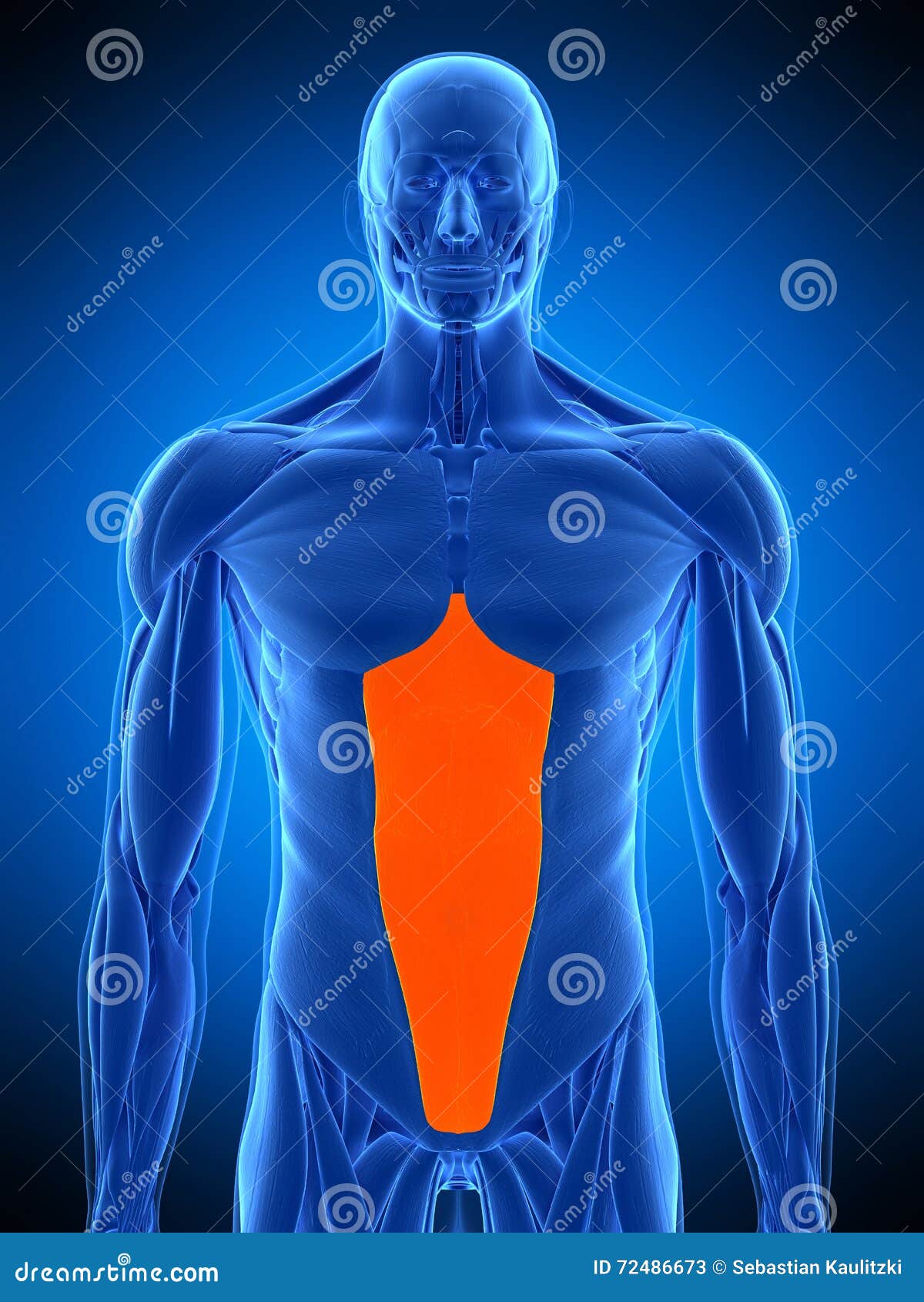 Rectus Abdominis Royalty-Free Illustration | CartoonDealer.com #141762183