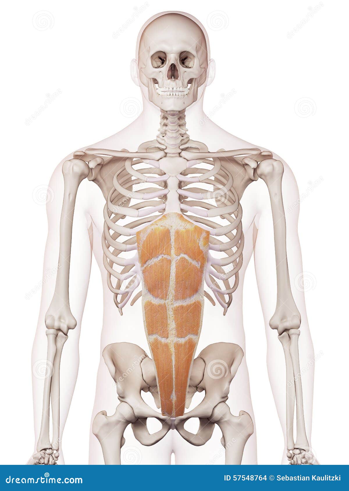 Rectus Abdominis Royalty-Free Illustration | CartoonDealer.com #141762183