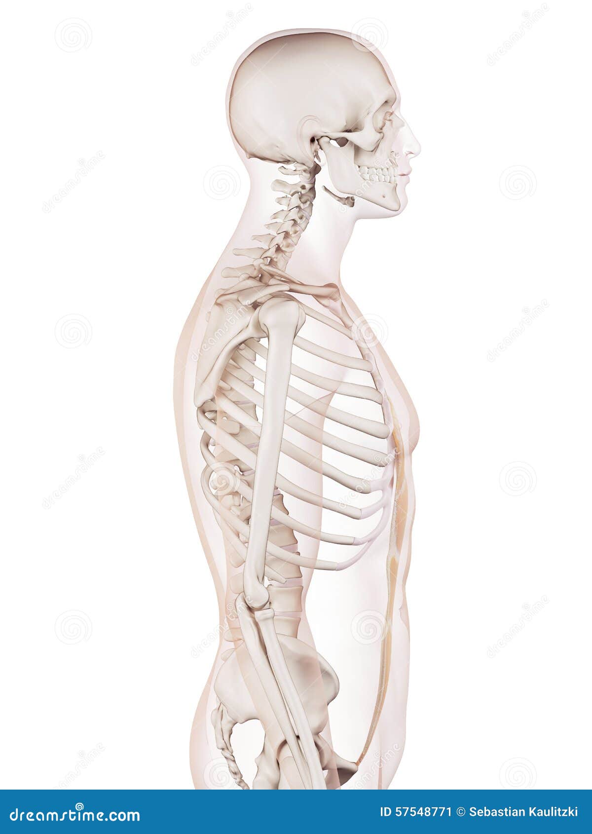 The rectus abdominis stock illustration. Illustration of accurate ...