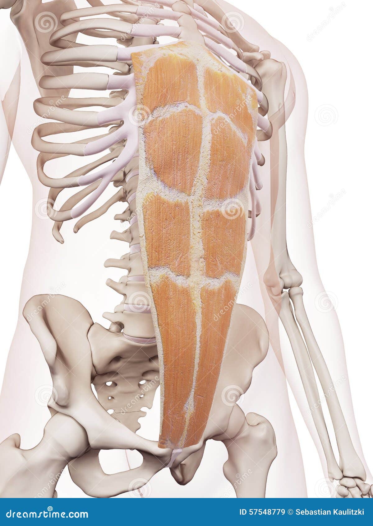 The Rectus Abdominis Royalty-Free Illustration | CartoonDealer.com ...