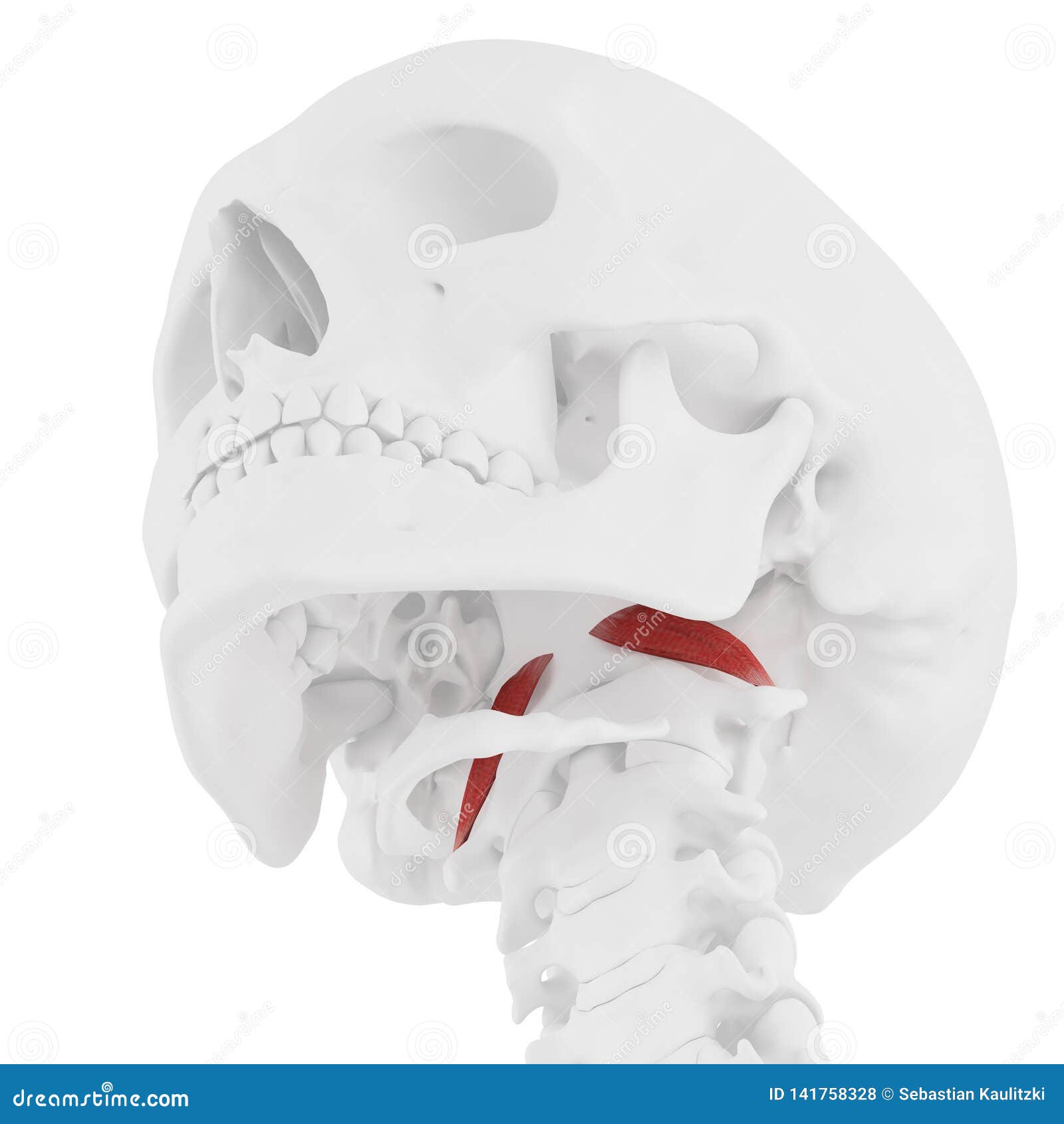The Rectus Capitis Anterior Stock Illustration - Illustration of human ...