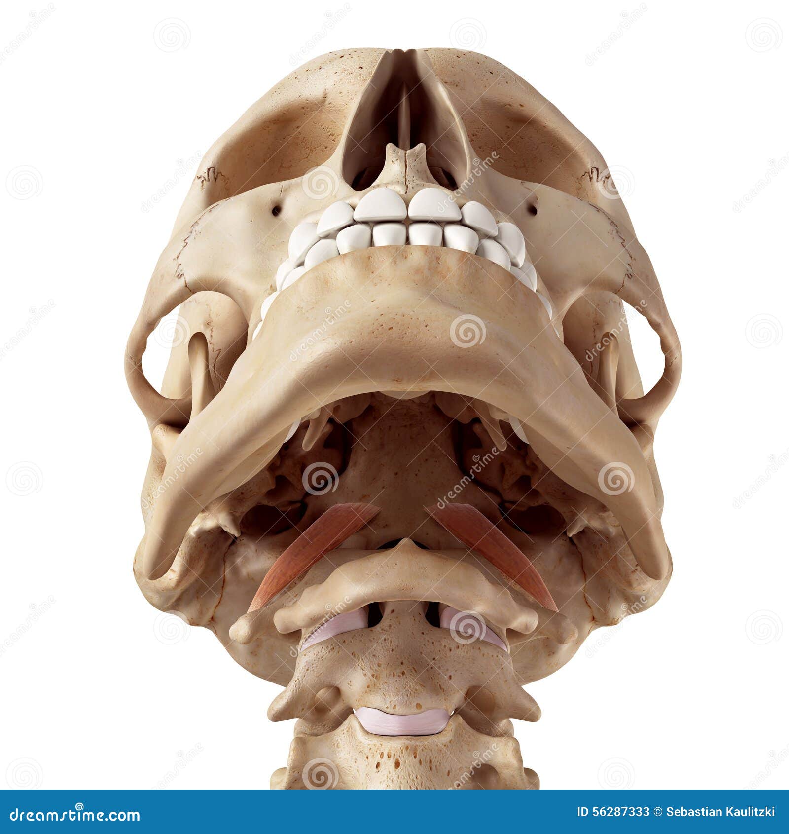 The Rectus Capitis Anterior Stock Illustration - Illustration of ...