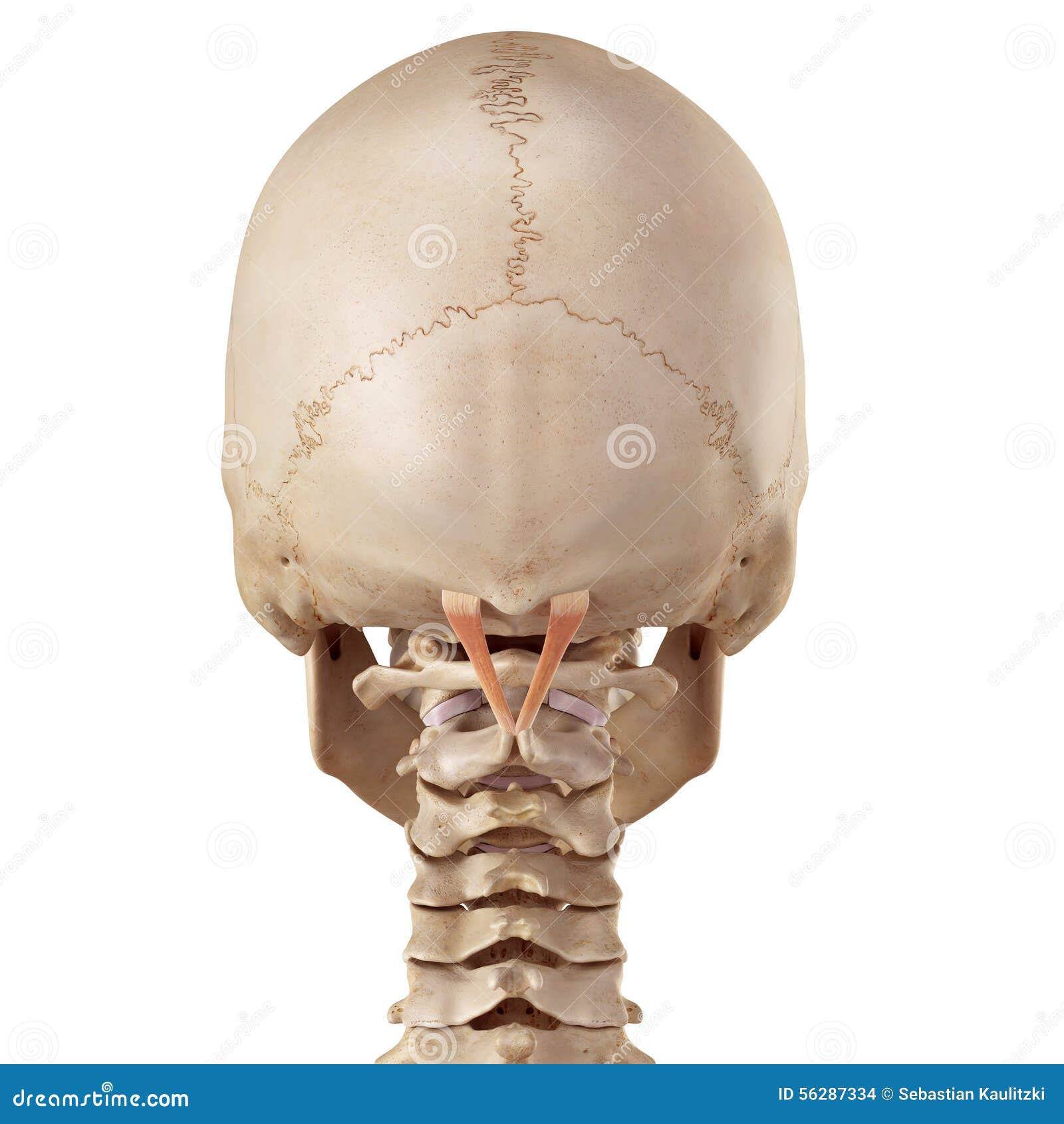 Rectus Capitis Posterior Major