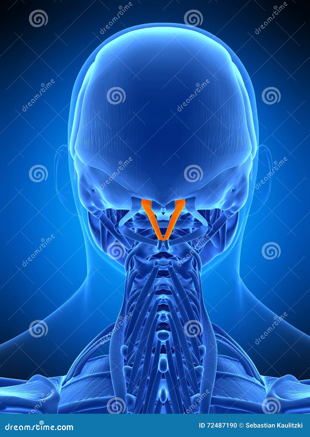 Rectus Capitis Posterior Major