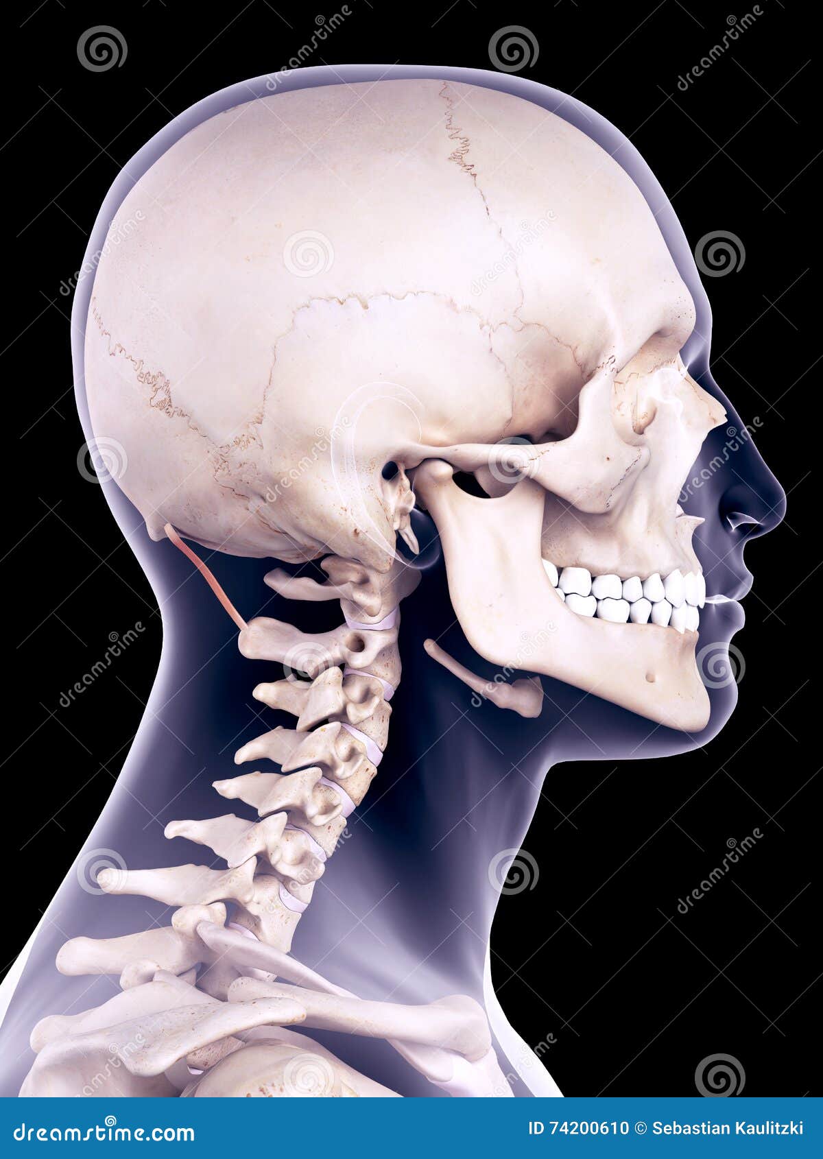 The Rectus Capitis Posterior Minor Stock Illustration | CartoonDealer ...