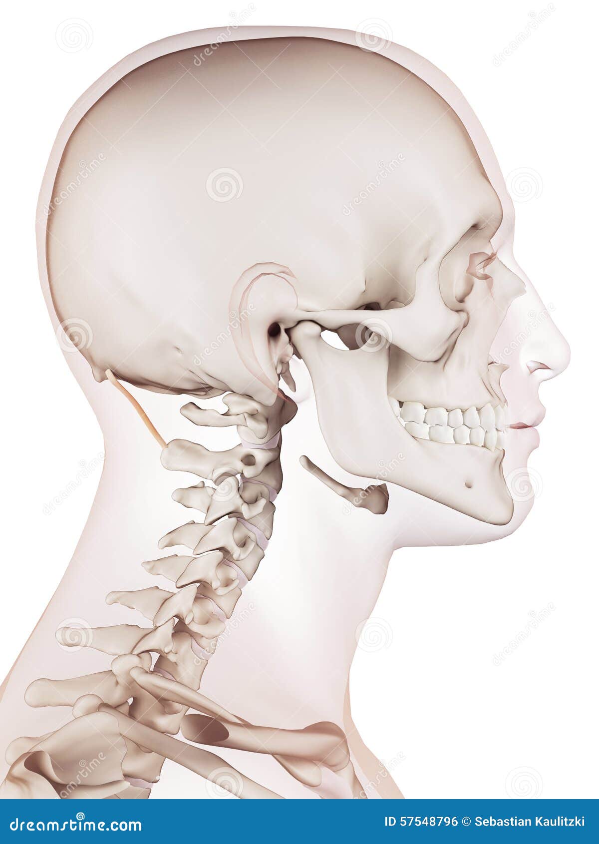 The Rectus Capitis Posterior Minor Stock Illustration | CartoonDealer ...
