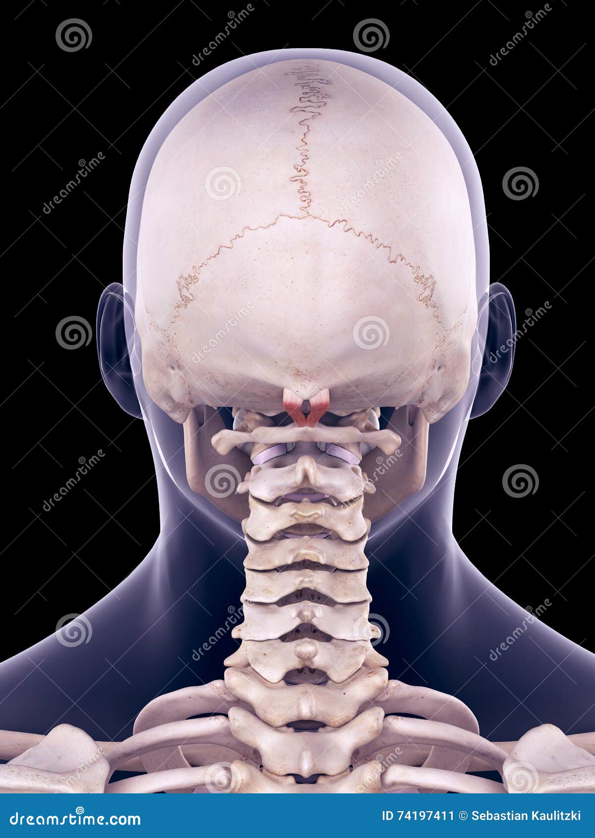 The Rectus Capitis Posterior Minor Stock Illustration | CartoonDealer ...