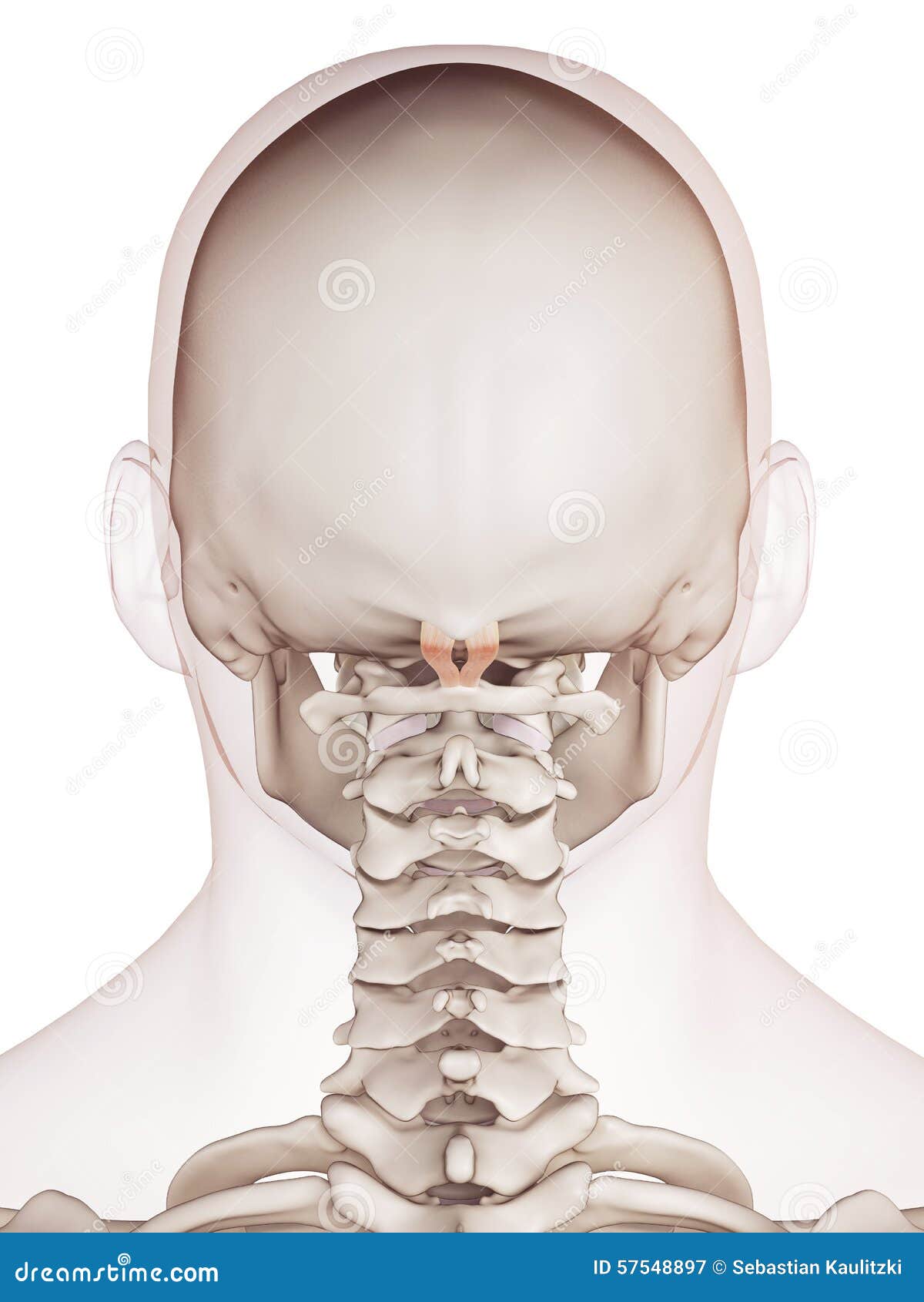The Rectus Capitis Posterior Minor Stock Illustration | CartoonDealer ...