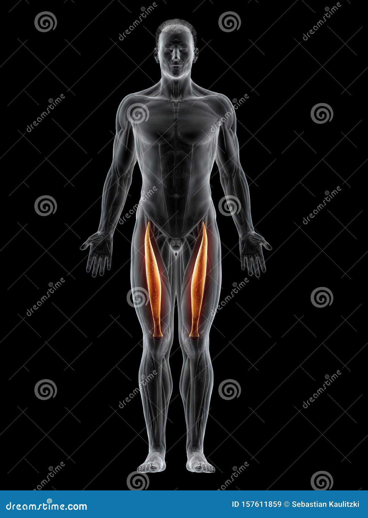 Rectus Femoris Muscle As One Of Quadriceps Muscular Group Outline ...