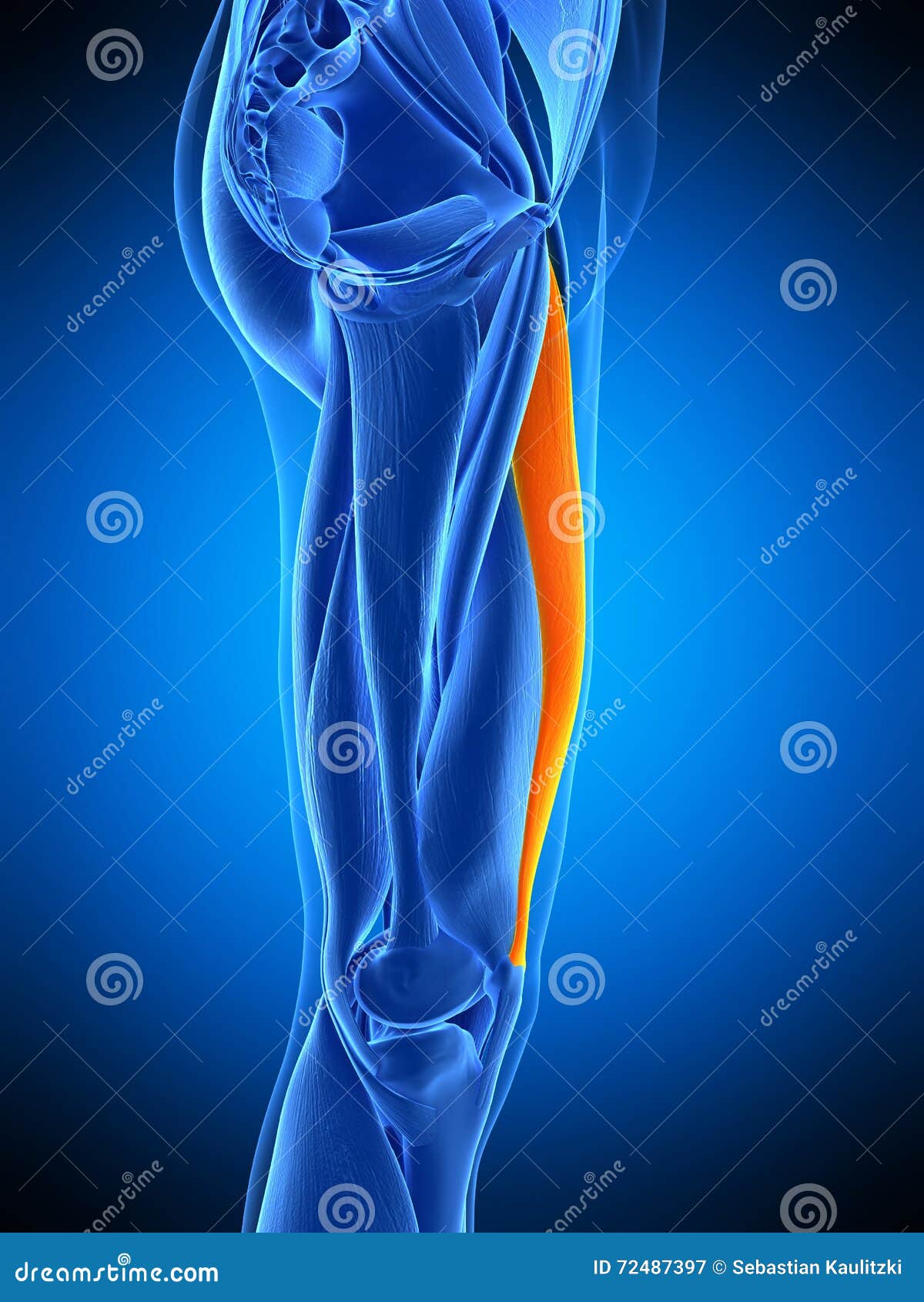 Rectus Femoris Royalty-Free Illustration | CartoonDealer.com #153407034