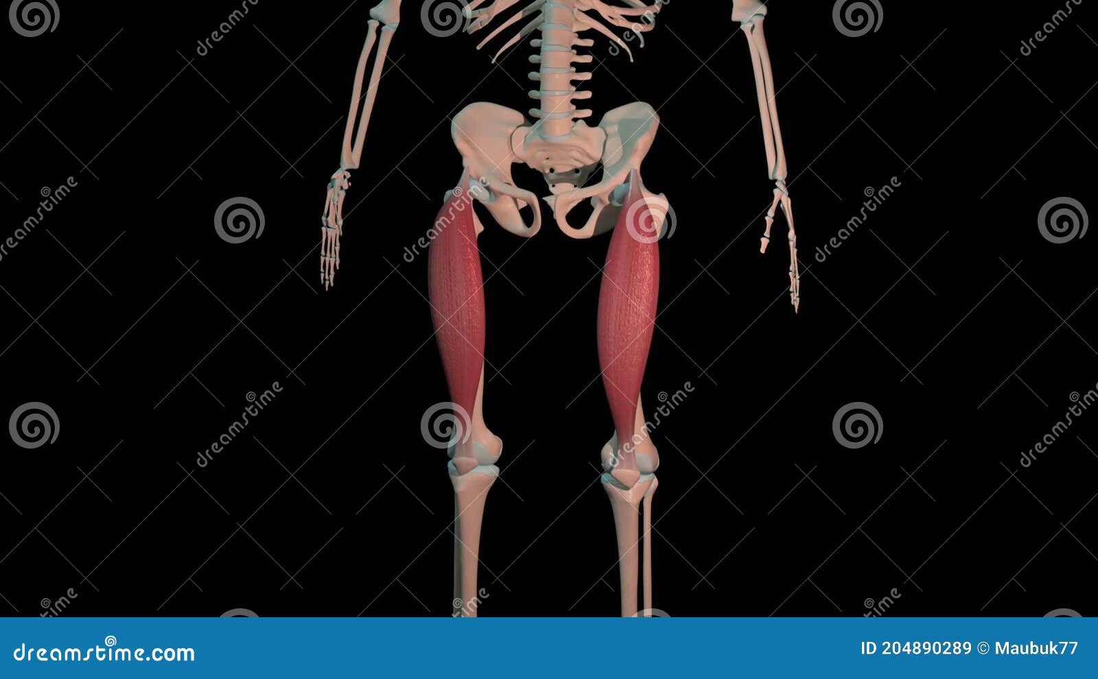 Rectus Femoris Muscles Full Rotation Loop Stock Video - Video of lower ...