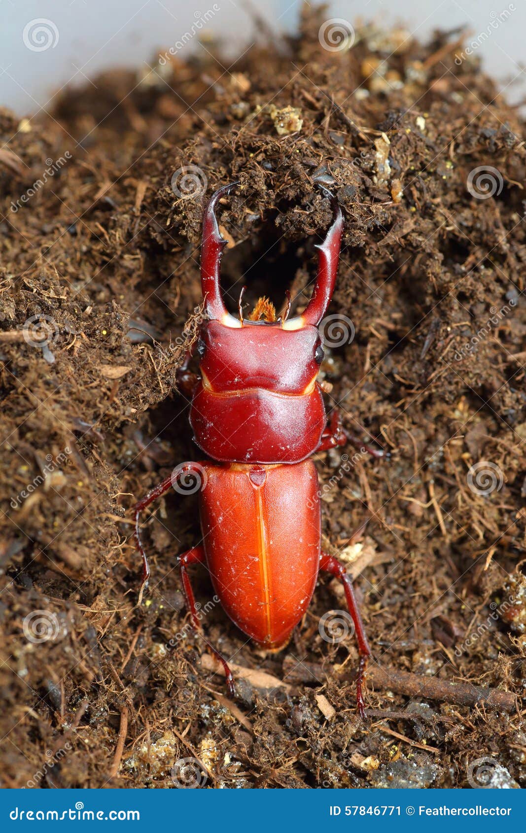 Rectus stag beetle stock image. Image of asia, japannn - 57846771