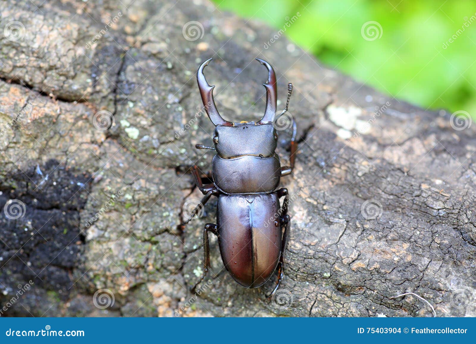 Rectus stag beetle stock photo. Image of wildlife, animal - 75403904
