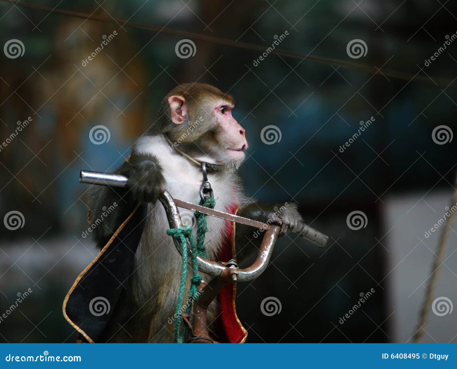 Recyclage De Singe Du Cirque Image stock - Image du cirque, drôle: 6408495