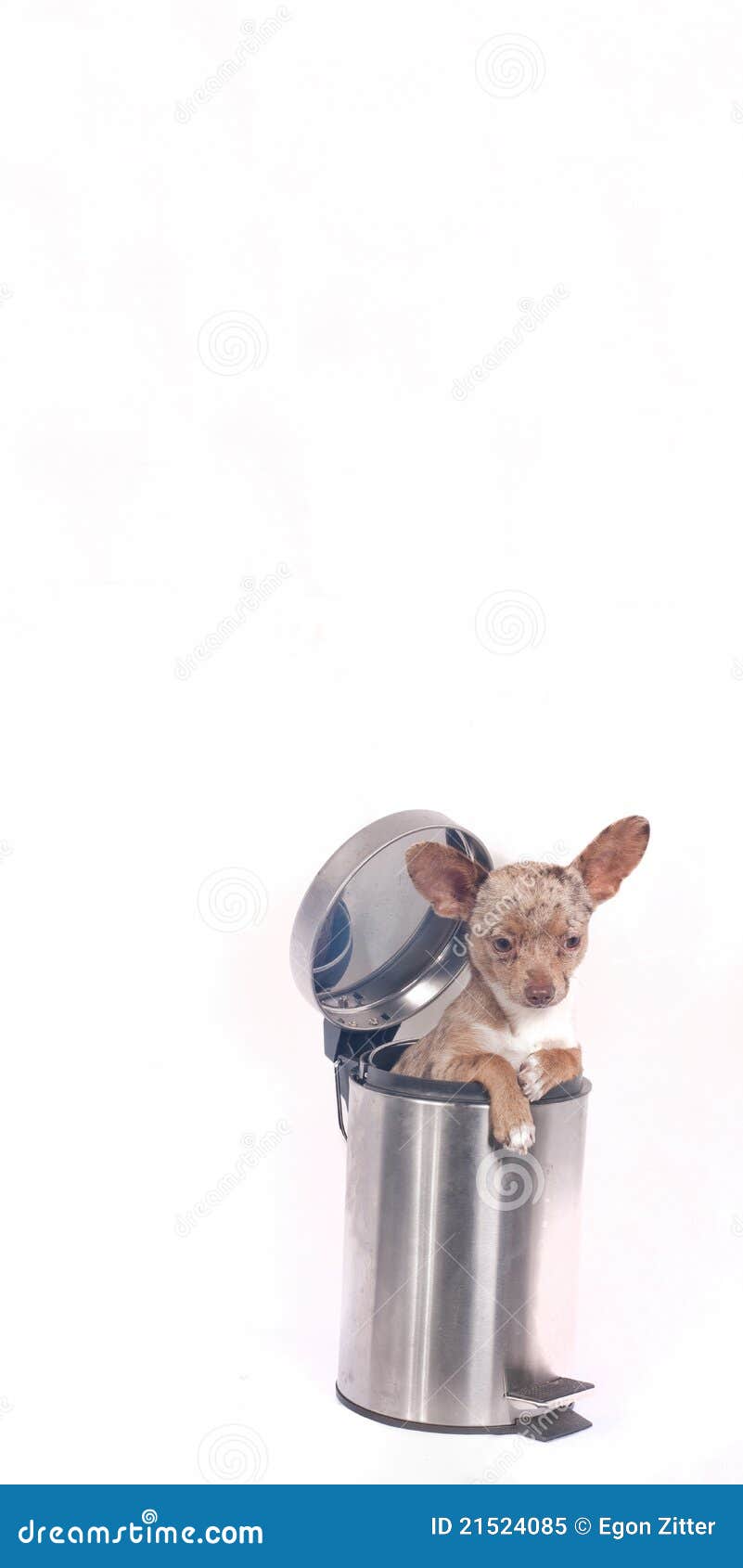 Recycle bin dog stock image. Image of conceptual, funny - 21524085