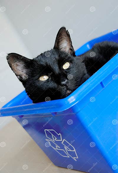 Recycle a Cat stock photo. Image of waste, paper, cute - 3460634
