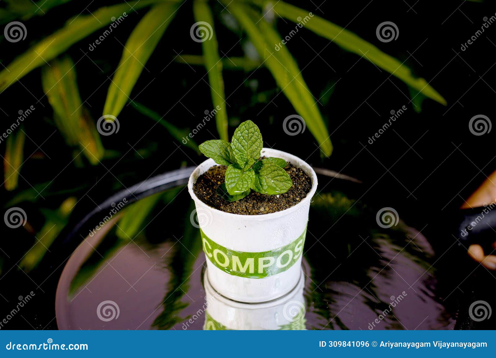 Recycle Compost Soil with Small Plant Stock Photo - Image of plant ...