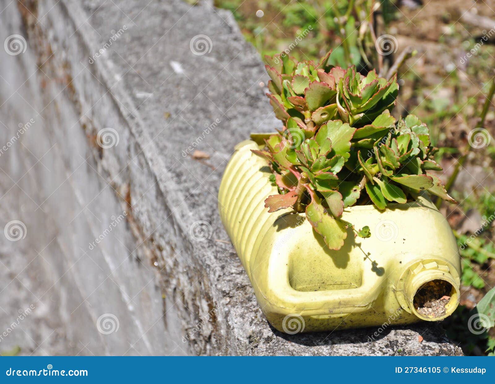 Recycle Engine Oil Gallon Use for Grow Plant Stock Image - Image of ...