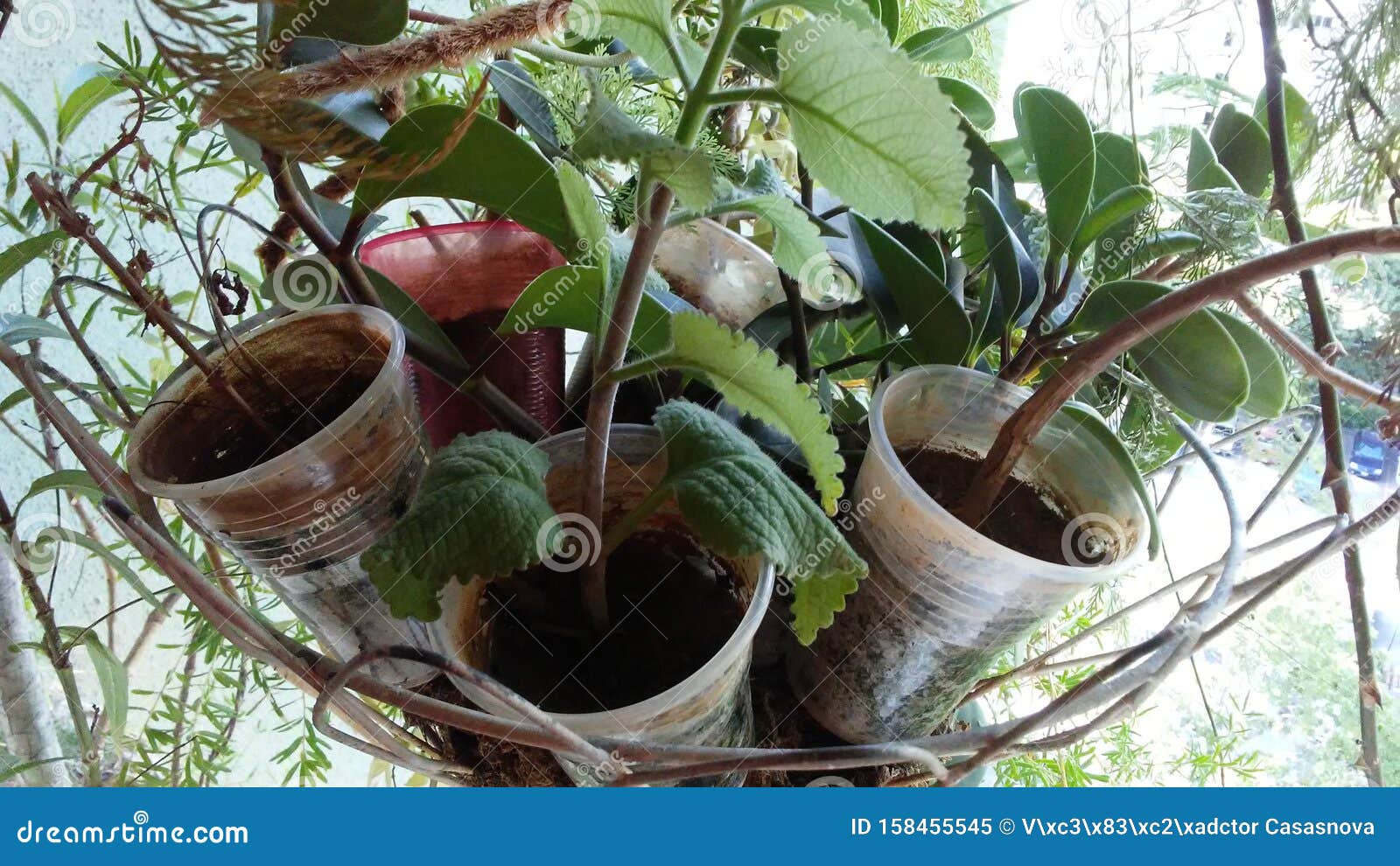 Recycle Plastic Cups with Flowers in the Garden Stock Image - Image of ...