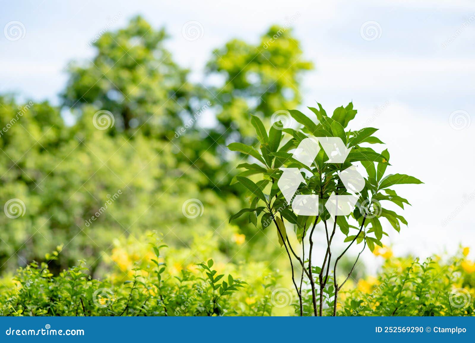 Recycle Symbol on the Green Tree. Stock Photo - Image of ecology ...