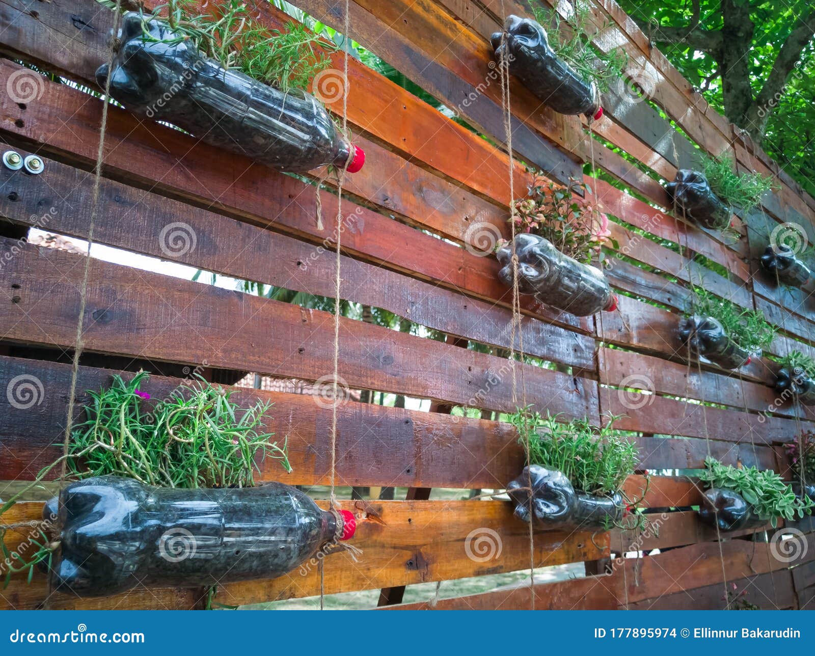 Recycled Bottle With Plants. Upcycle, Reuse And Greenery Concept ...