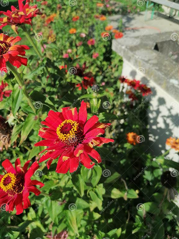 Red stock image. Image of natural, green, rose, fower - 161804281