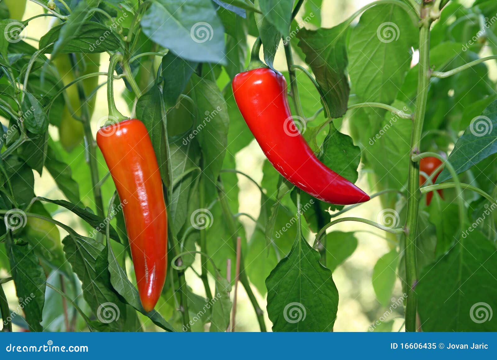 1,727 Pepper Trees Photos - Free & Royalty-Free Stock Photos from ...
