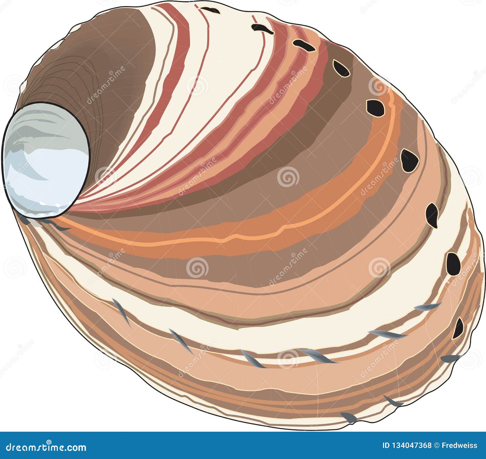 Red Abalone Illustration stock vector. Illustration of fish - 134047368