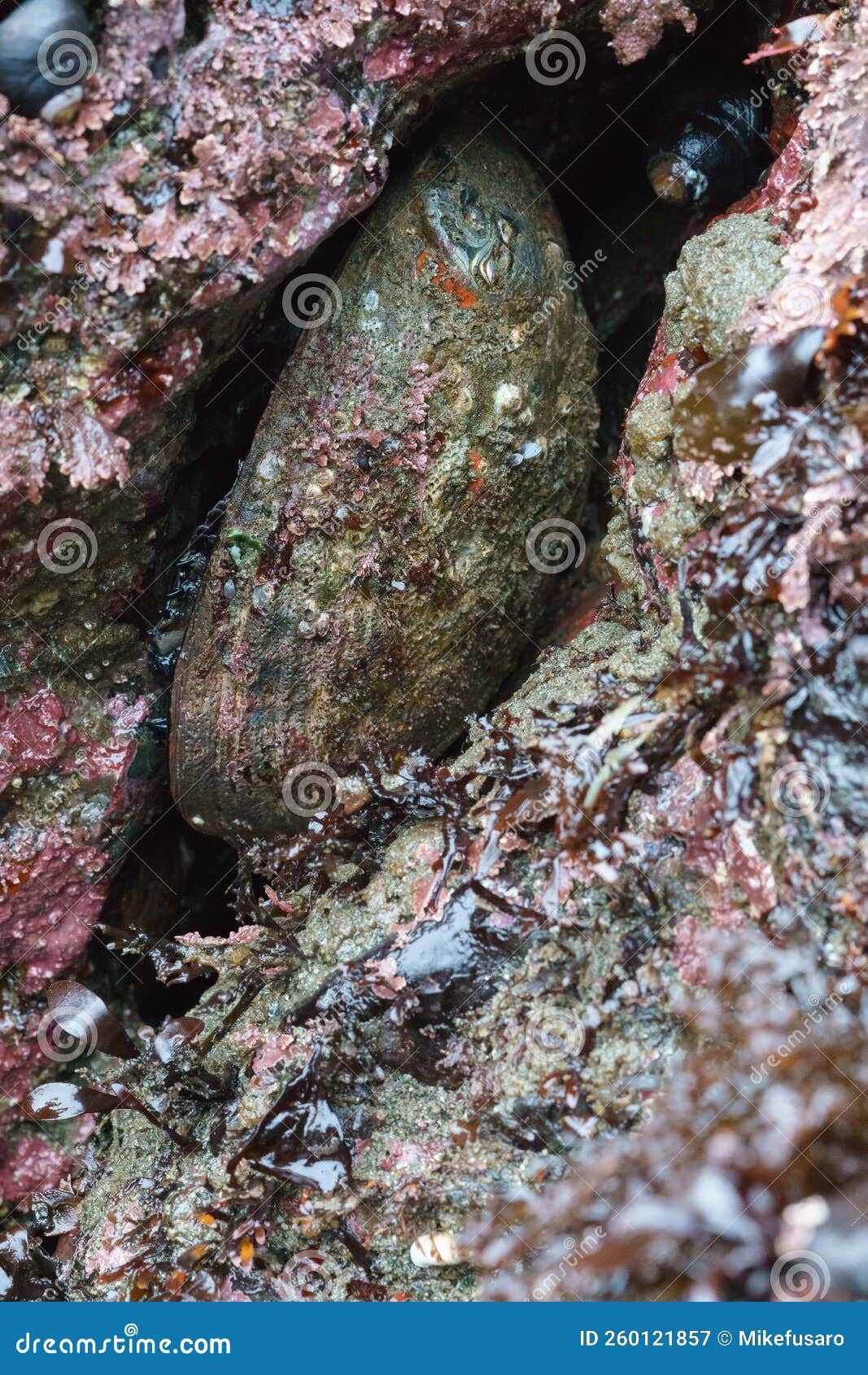 Red Abalone between rocks stock image. Image of life - 260121857