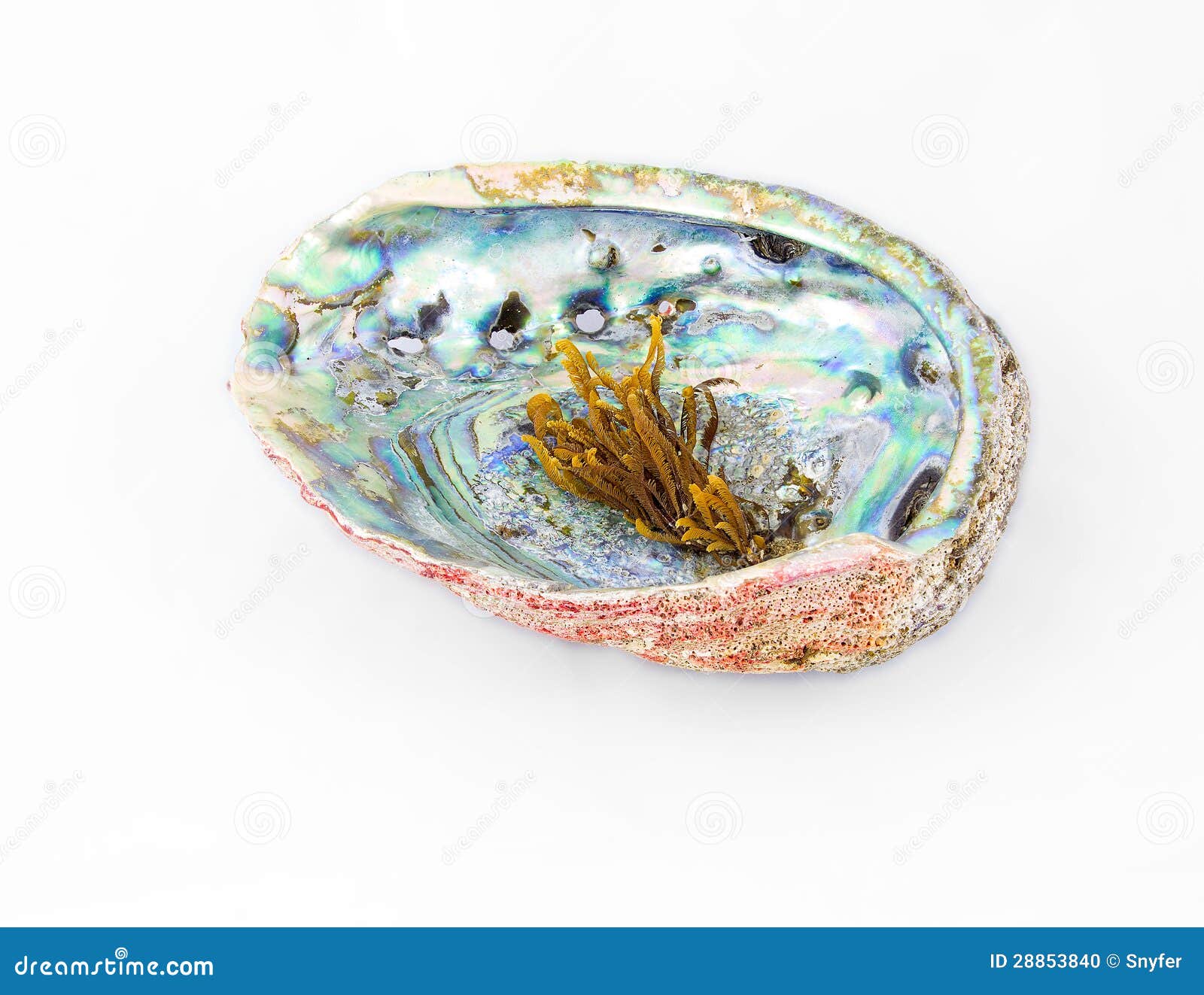 Red Abalone Shell with Pearlwort on Top Stock Photo - Image of jewelry ...