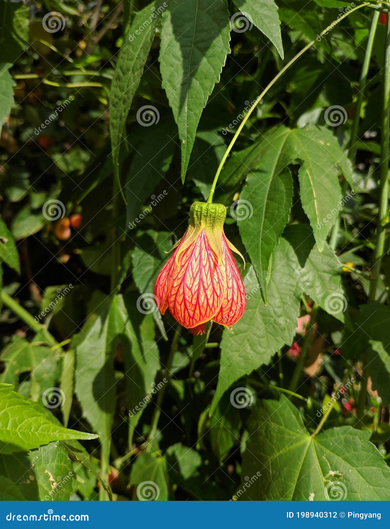 Red Abutilon Striatum Hang on Stock Photo - Image of colorful, flora ...